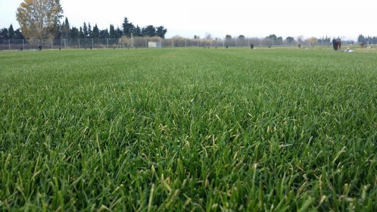 Types de gazons naturels : fétuques, ray-grass, pâturin des prés ...